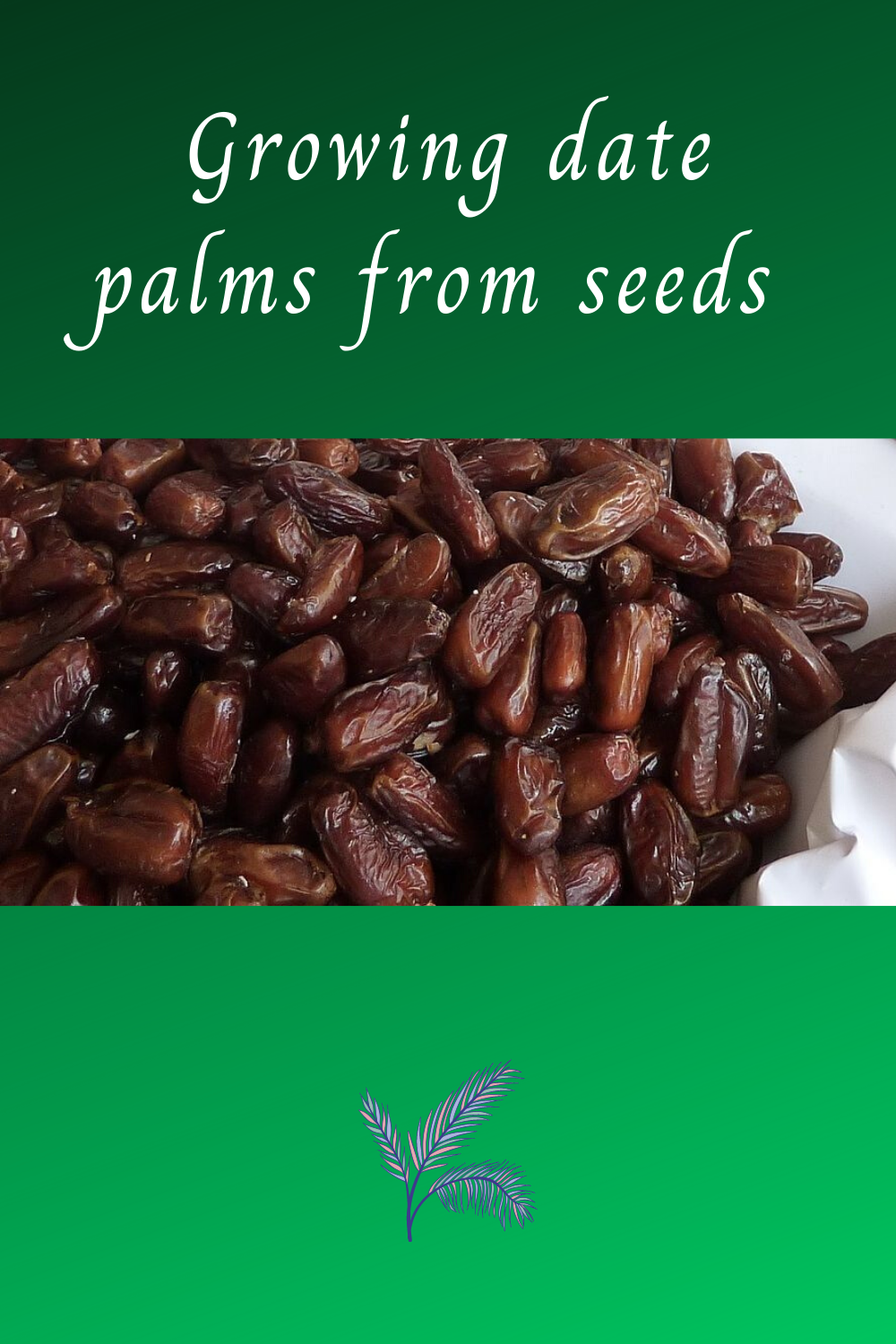 Growing date palms from seeds (Phoenix dactylifera)